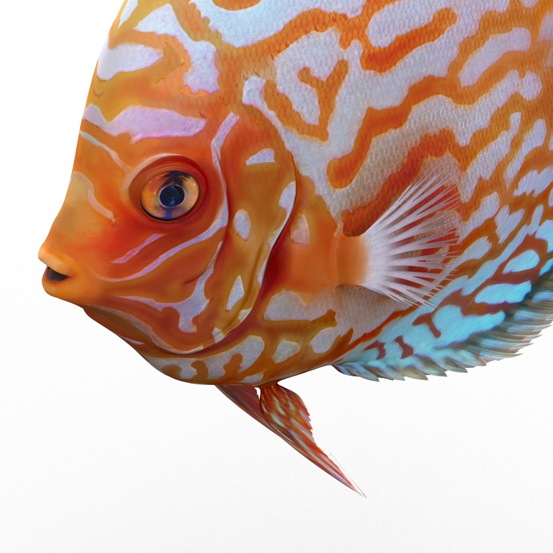 symphysodon fish 3d c4d