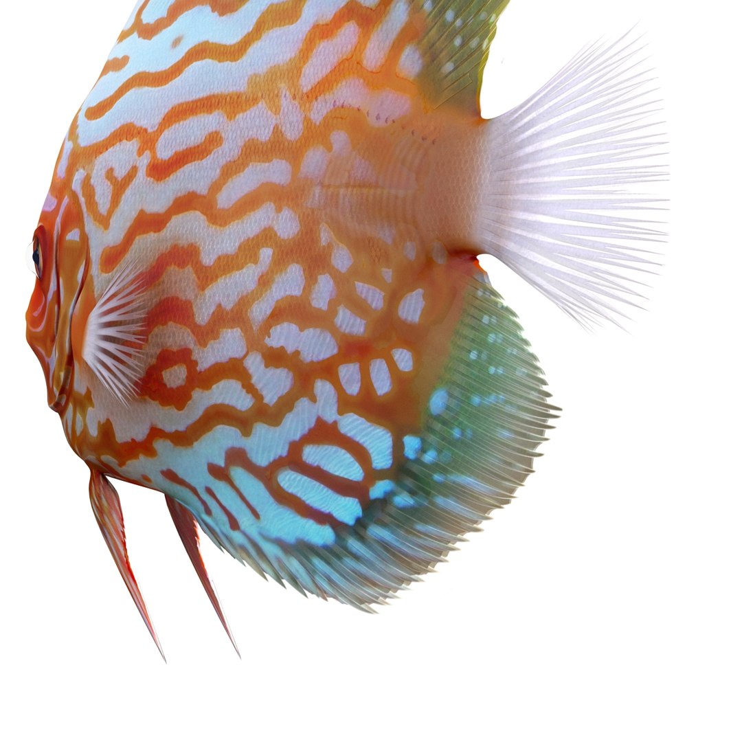 symphysodon fish 3d c4d