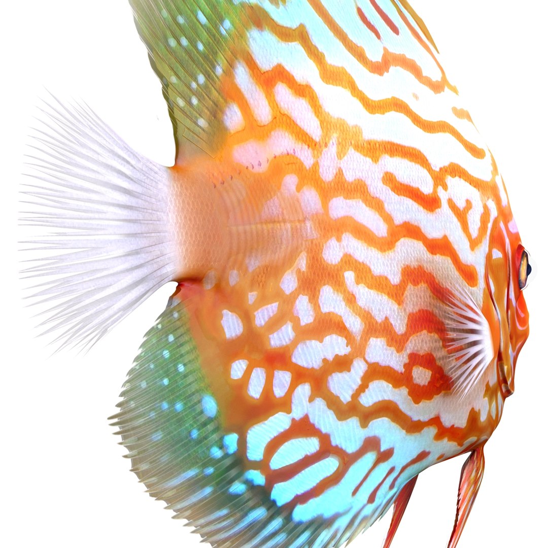 symphysodon fish 3d c4d