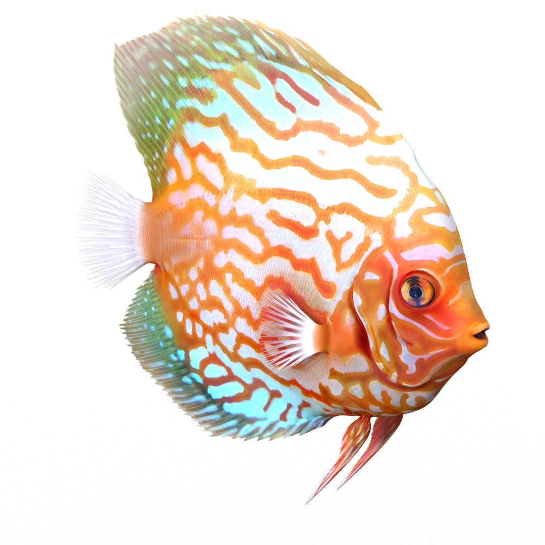 symphysodon fish 3d c4d