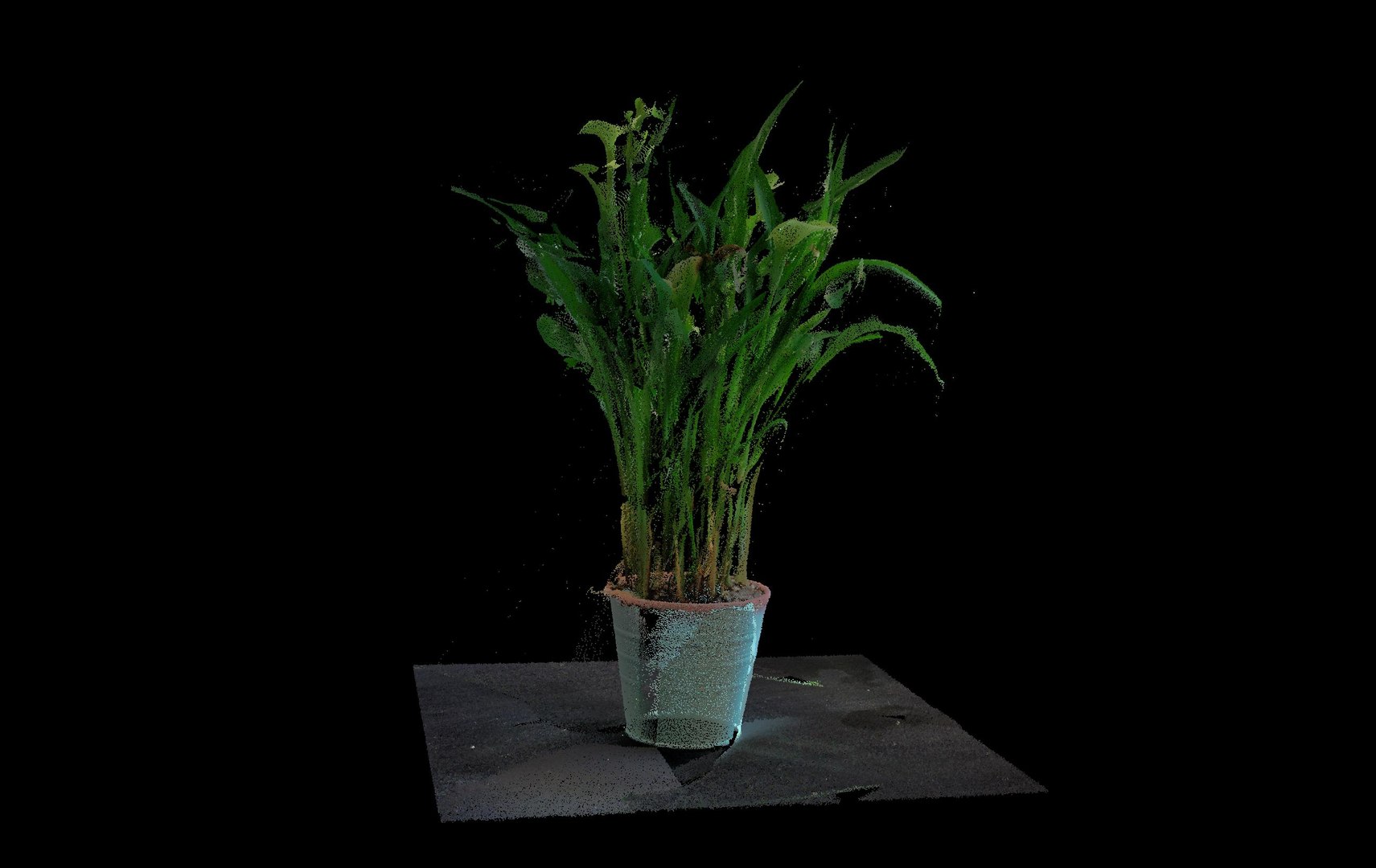 3D 3D Laser Scanned Point Cloud Of Potted Plant - TurboSquid 2258002