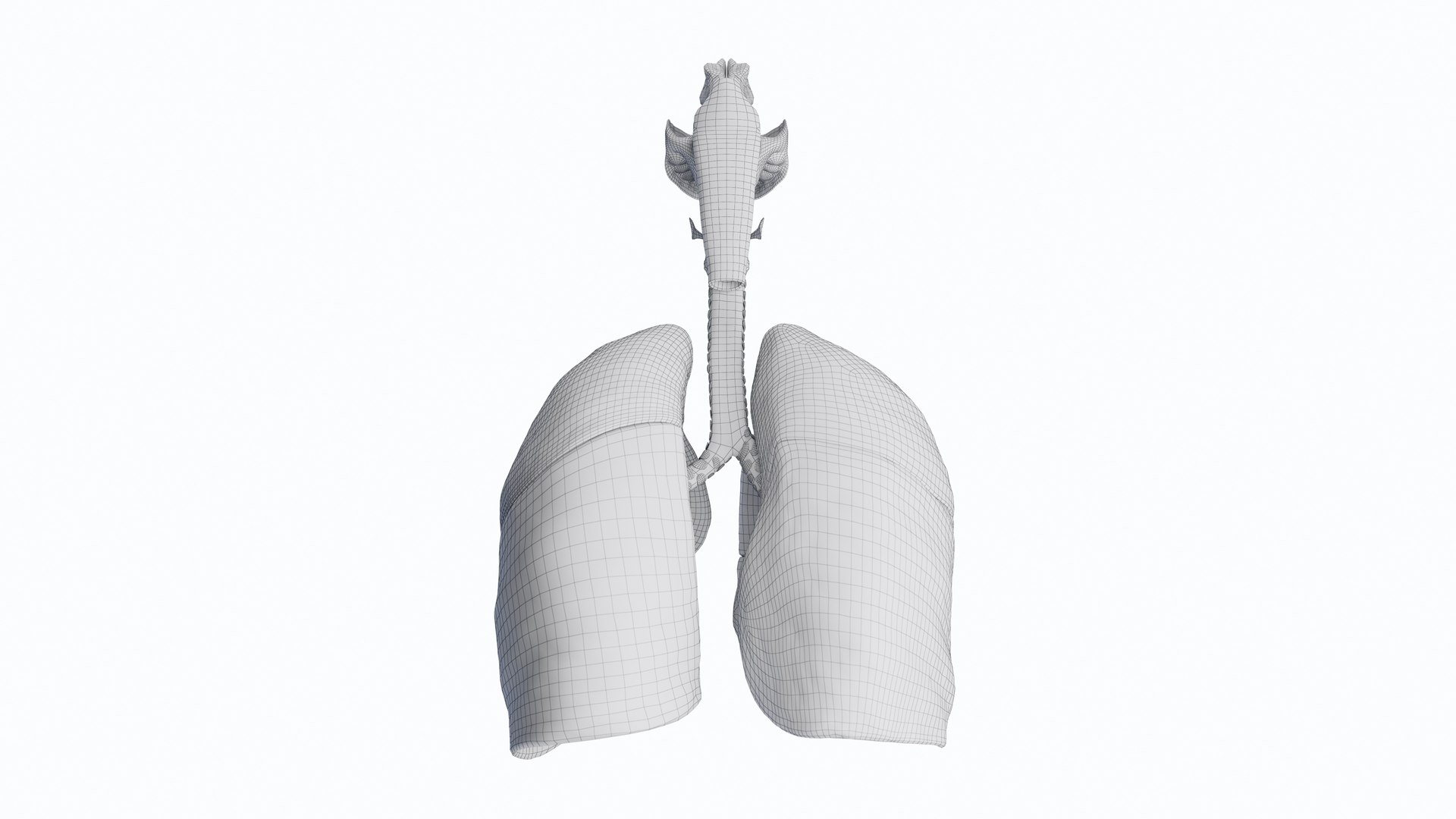 Human Respiratory System 3D Model - TurboSquid 2197666