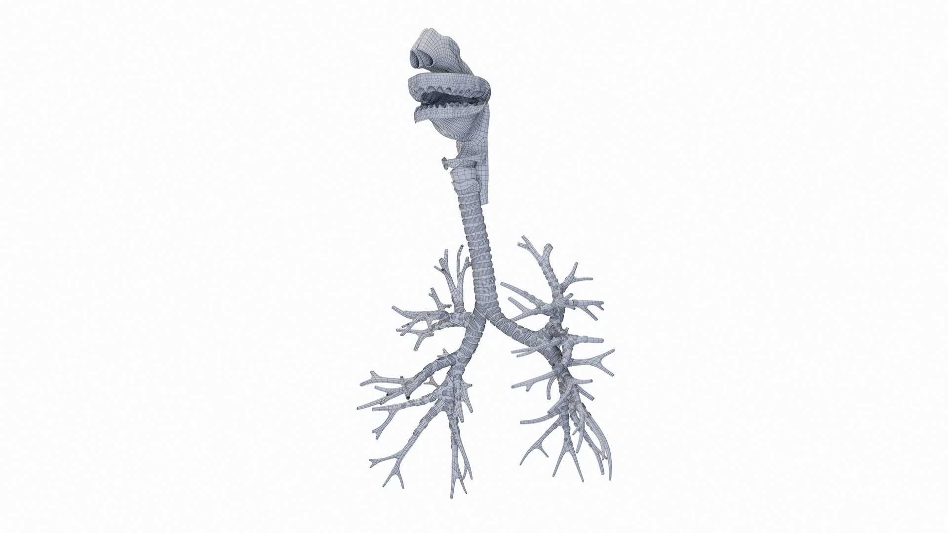 Human Respiratory System 3D Model - TurboSquid 2197666