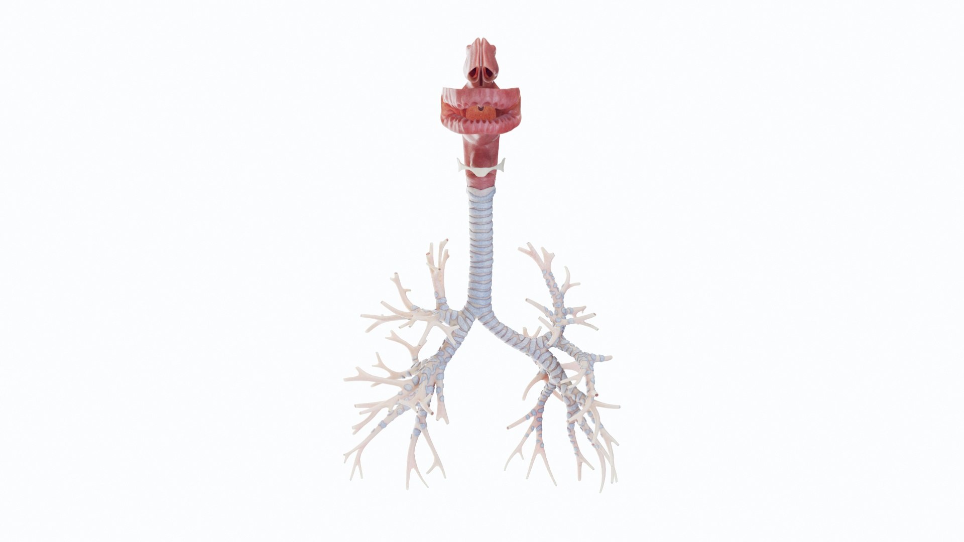 Human Respiratory System 3D Model - TurboSquid 2197666