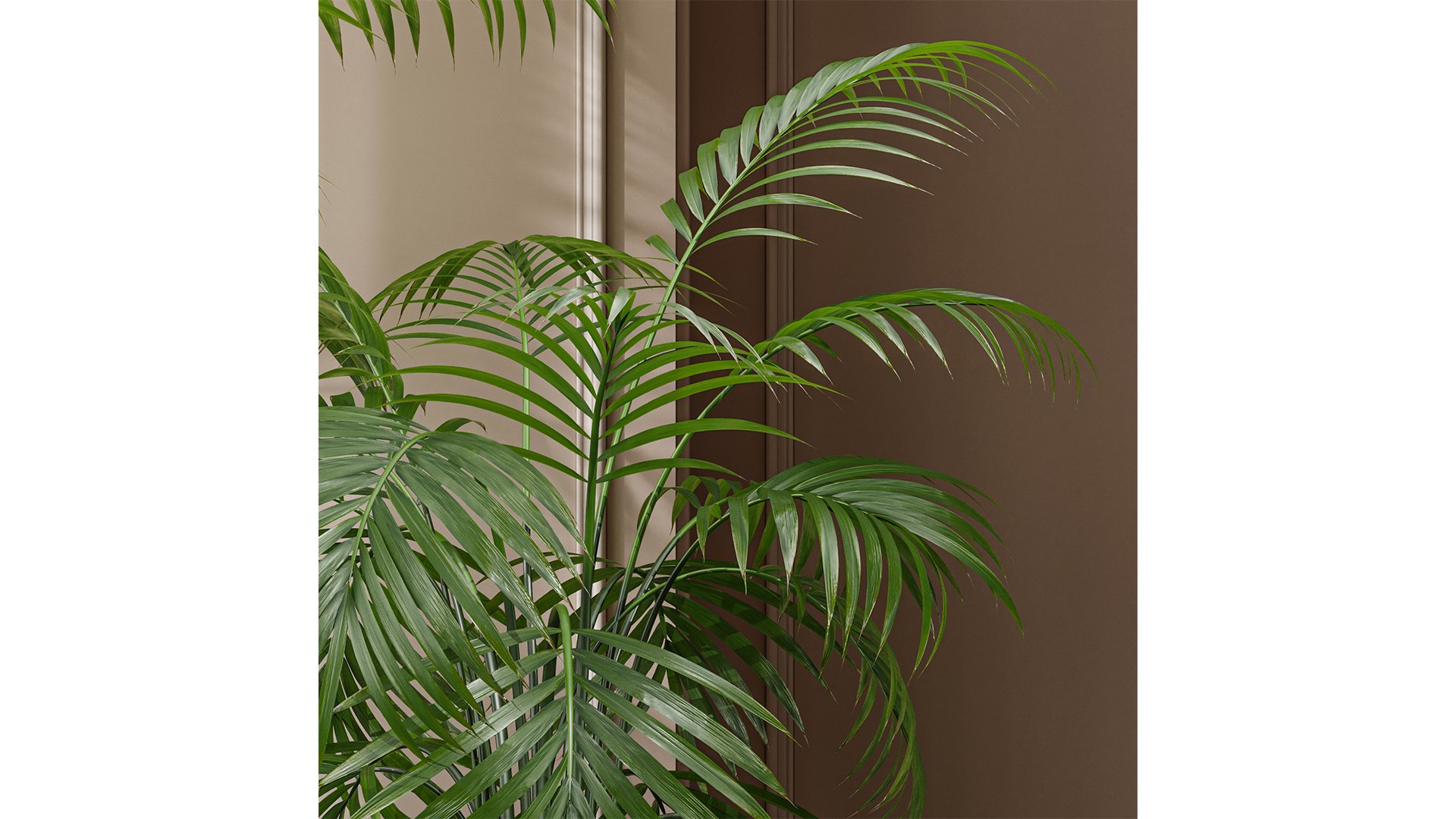 3D Kentia Marius House Plant Model - TurboSquid 2246926