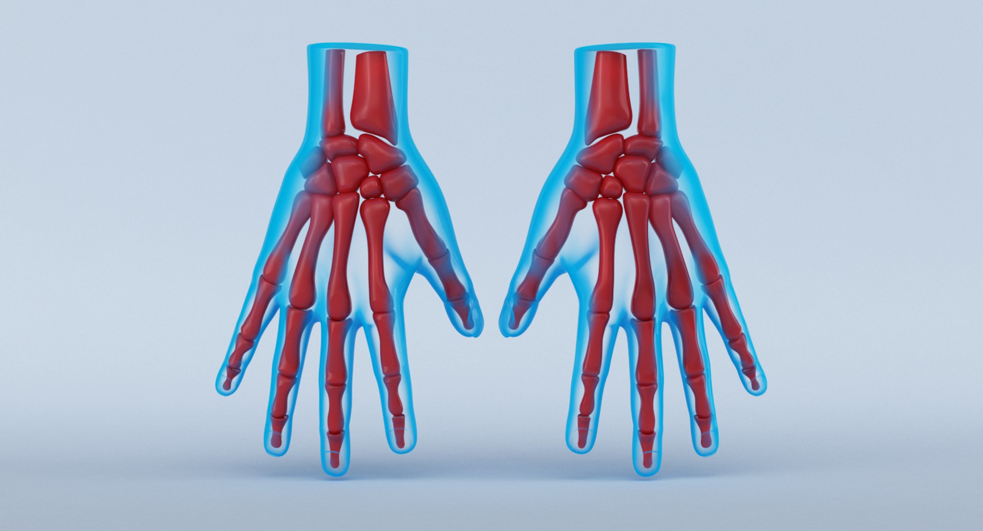 3d Model Hand Anatomy Blue