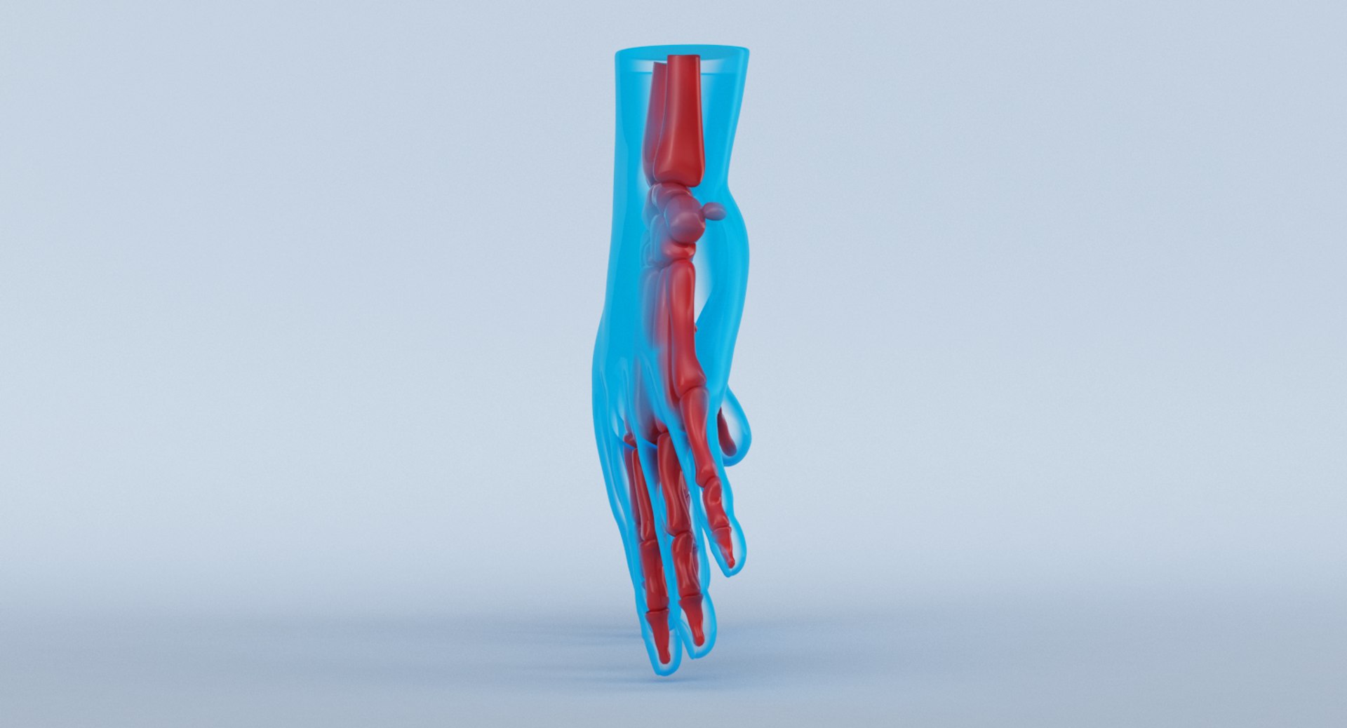 3d Model Hand Anatomy Blue