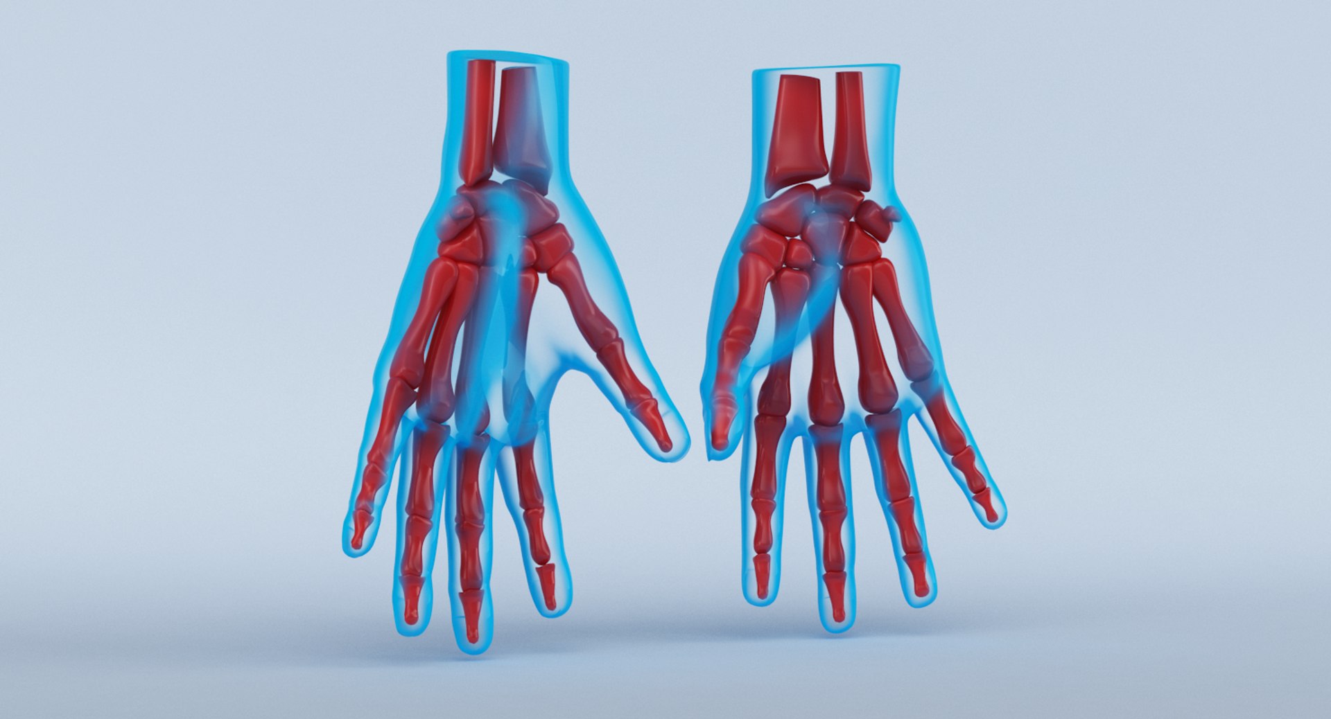 3d Model Hand Anatomy Blue
