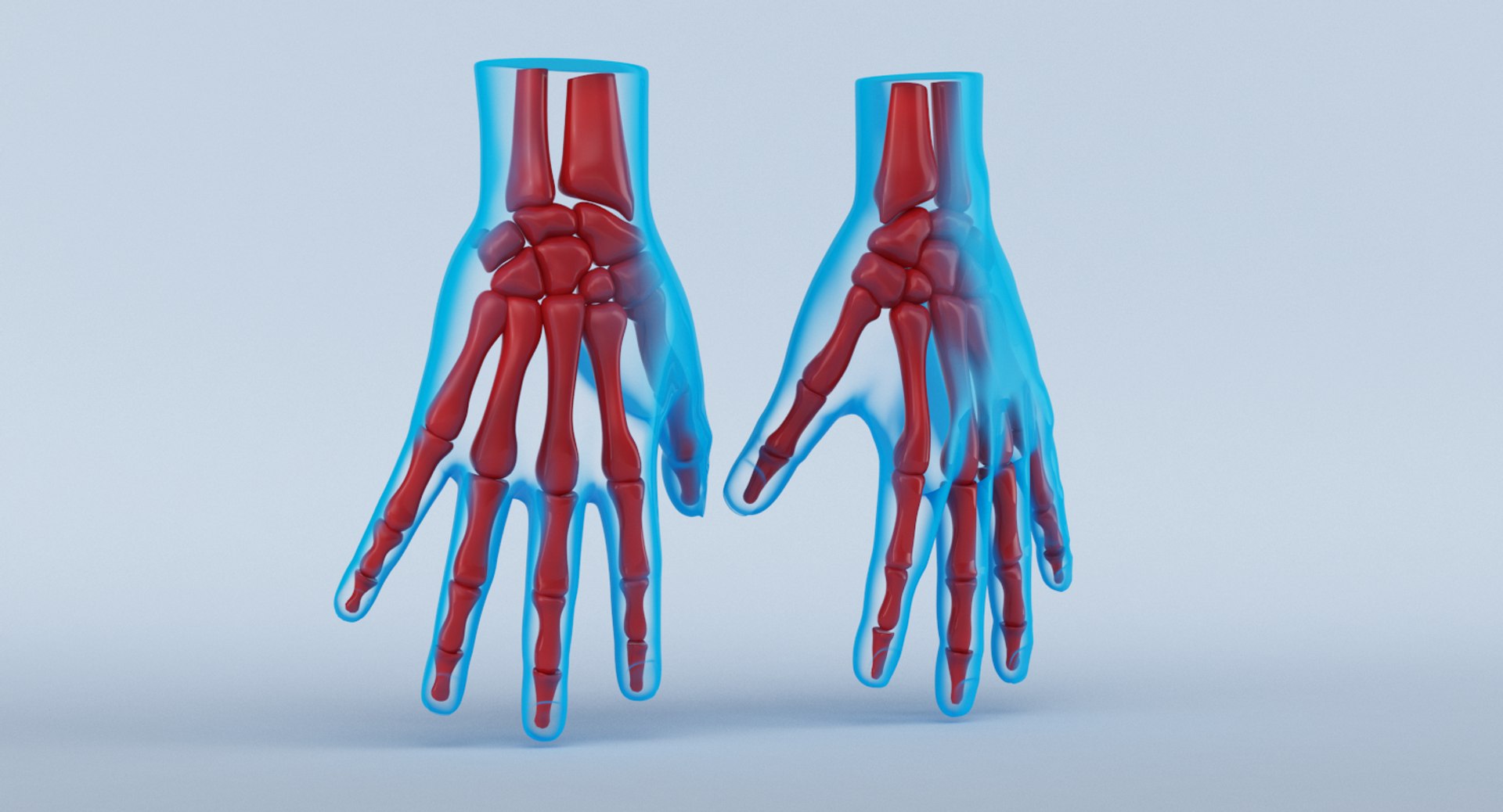 3d Model Hand Anatomy Blue