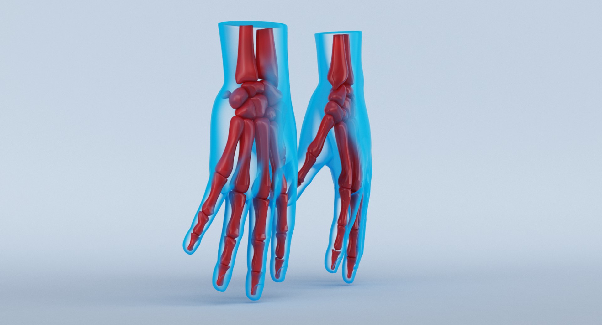 3d Model Hand Anatomy Blue