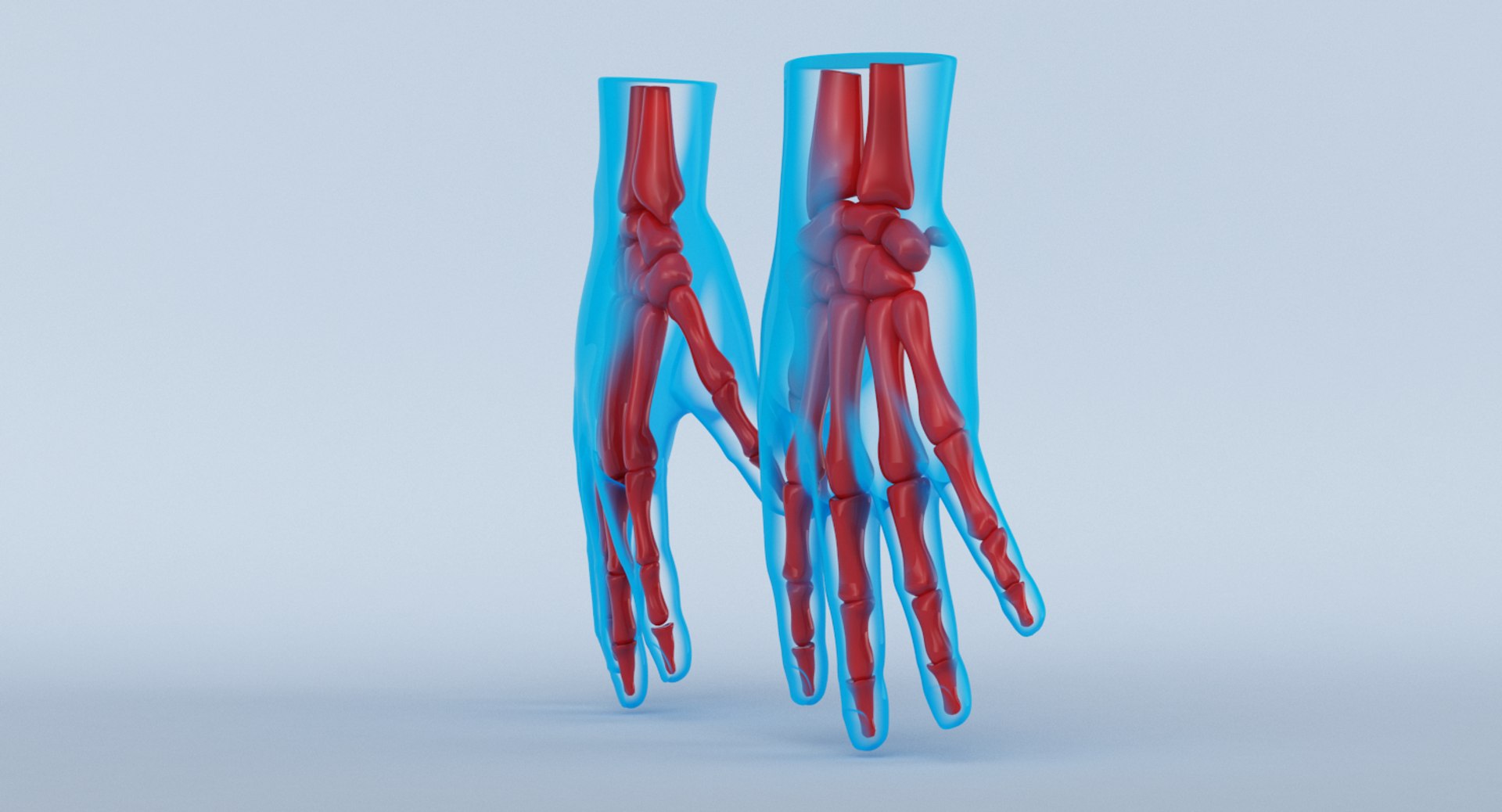 3d model hand anatomy blue