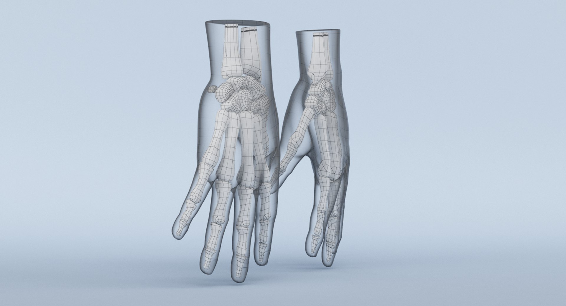 3d model hand anatomy blue
