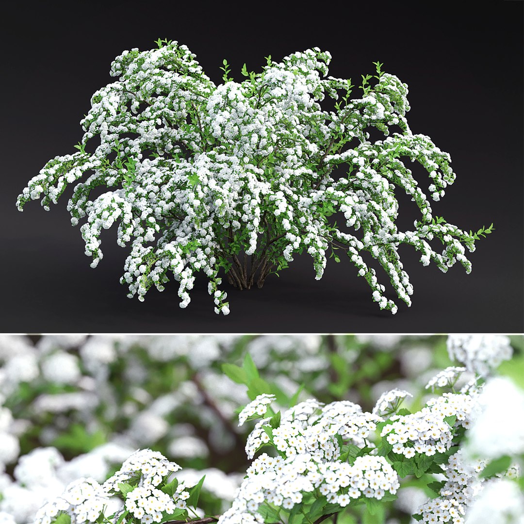 Spirea shrub 3D - TurboSquid 1699347