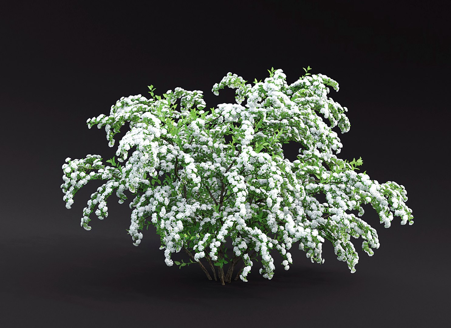Spirea shrub 3D - TurboSquid 1699347