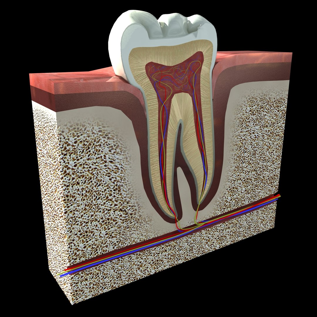Tooth Cross Section 3d 3ds
