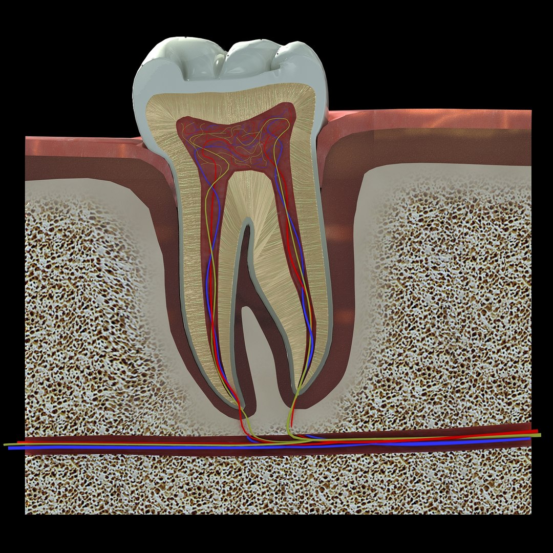 Tooth Cross Section 3d 3ds