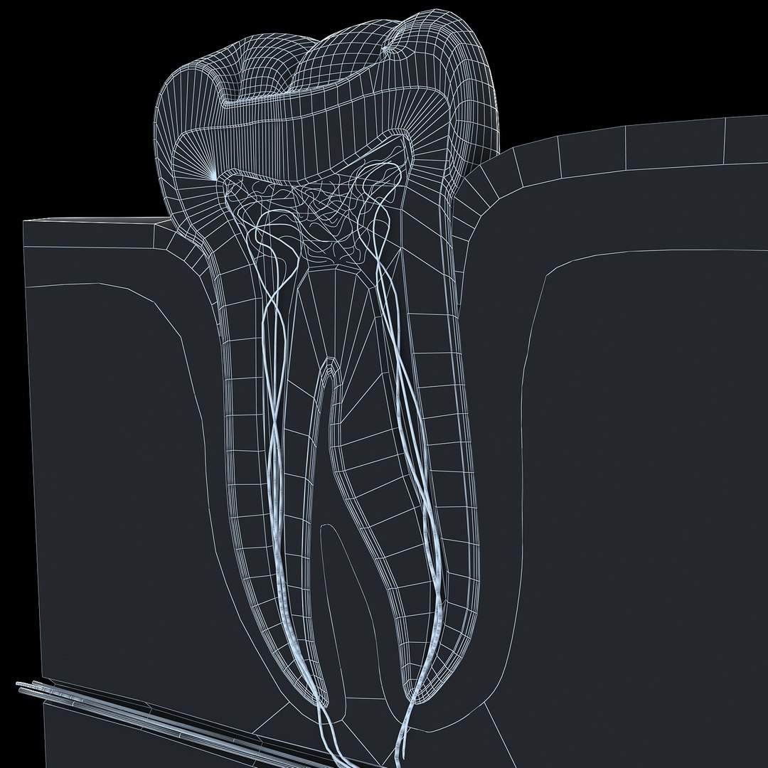 Tooth Cross Section 3d 3ds