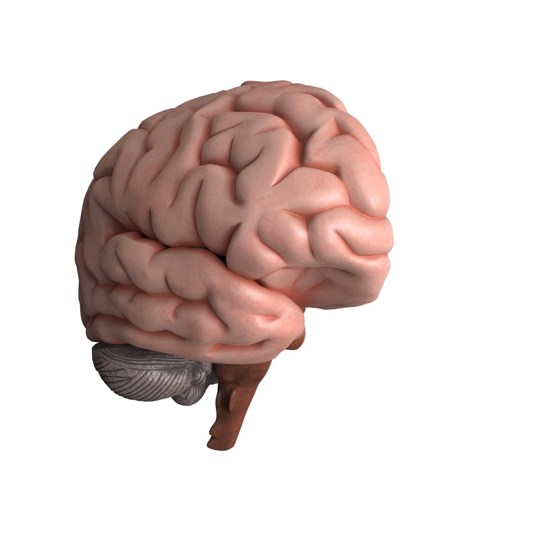 Human Brain Dissection 3D - TurboSquid 1515274