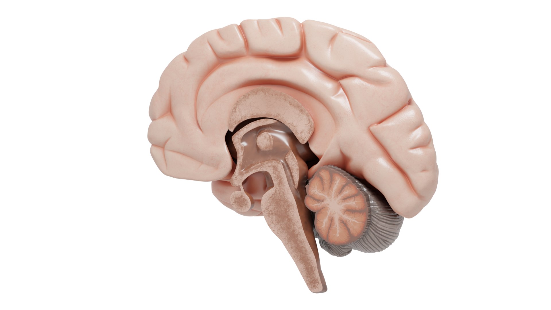 Human Brain Dissection 3D - TurboSquid 1515274