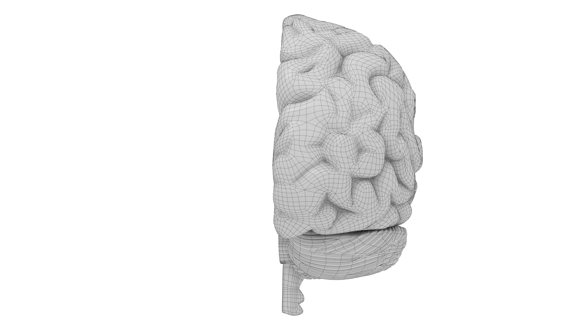 Human Brain Dissection 3D - TurboSquid 1515274