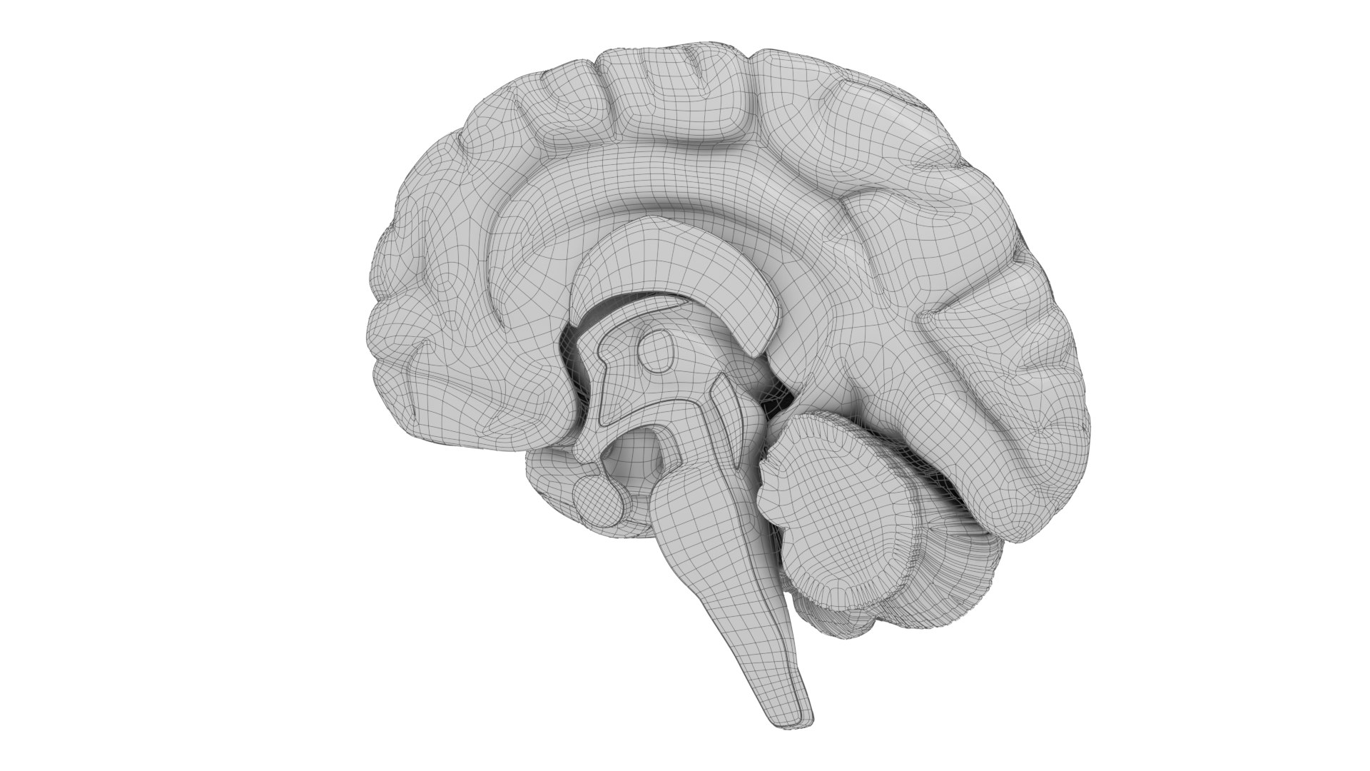 Human Brain Dissection 3D - TurboSquid 1515274