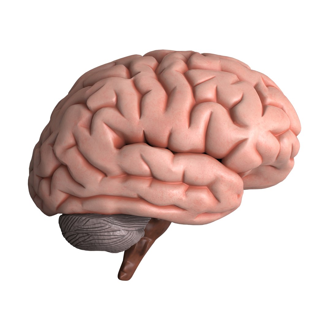 Human Brain Dissection 3D - TurboSquid 1515274