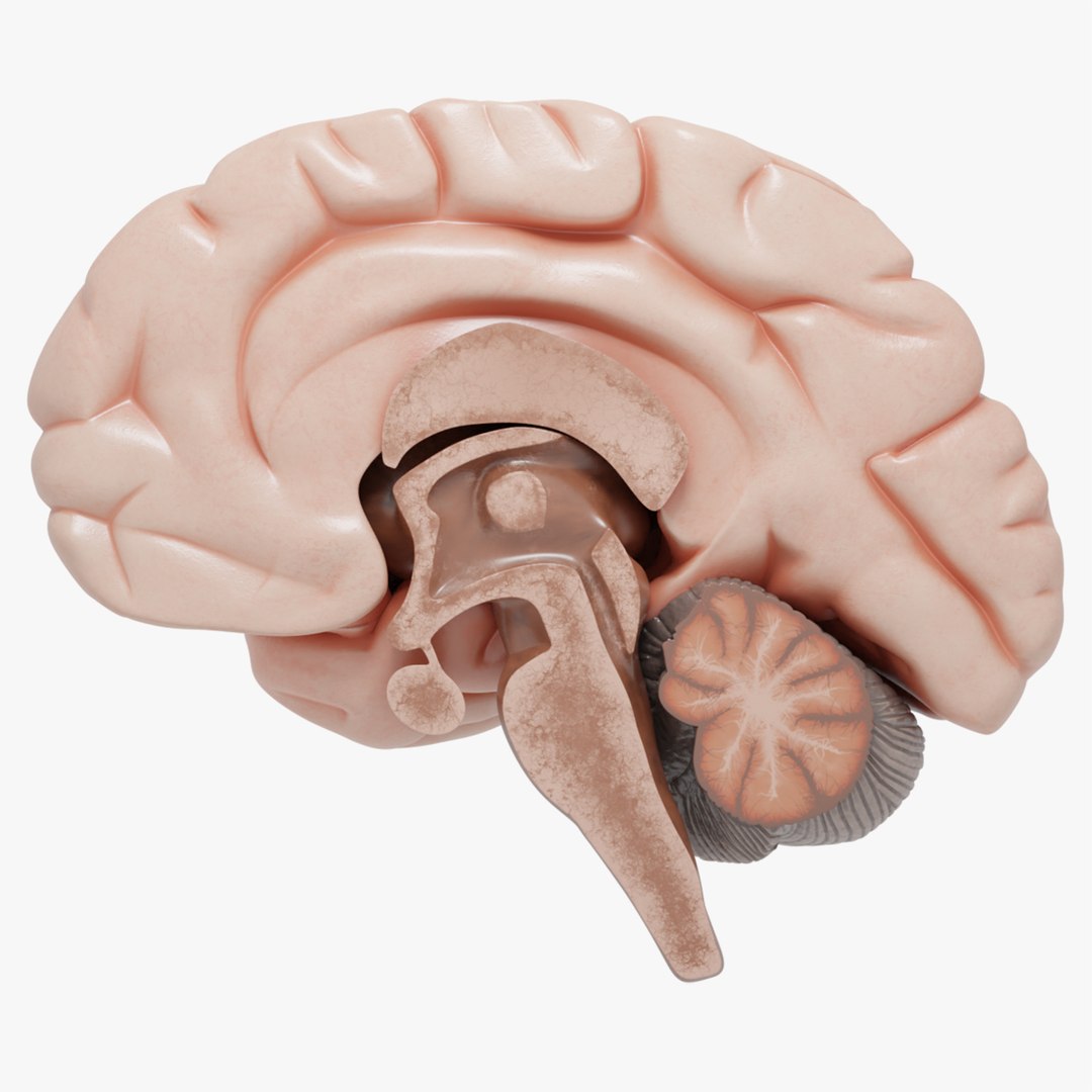 Human Brain Dissection 3D - TurboSquid 1515274