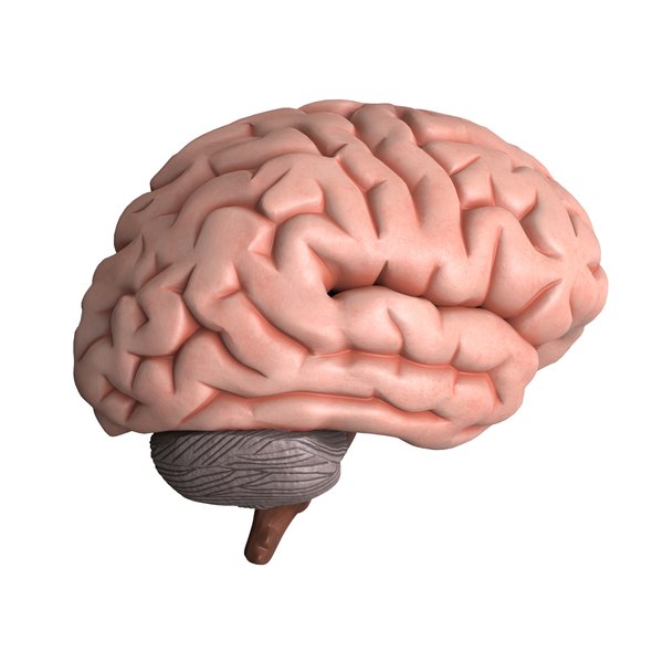 3D Diencephalon Models | TurboSquid