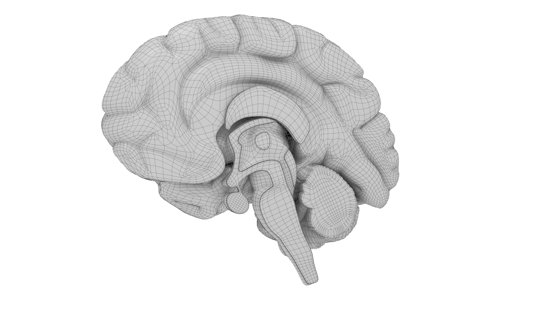 Human Brain Dissection 3D - TurboSquid 1515274