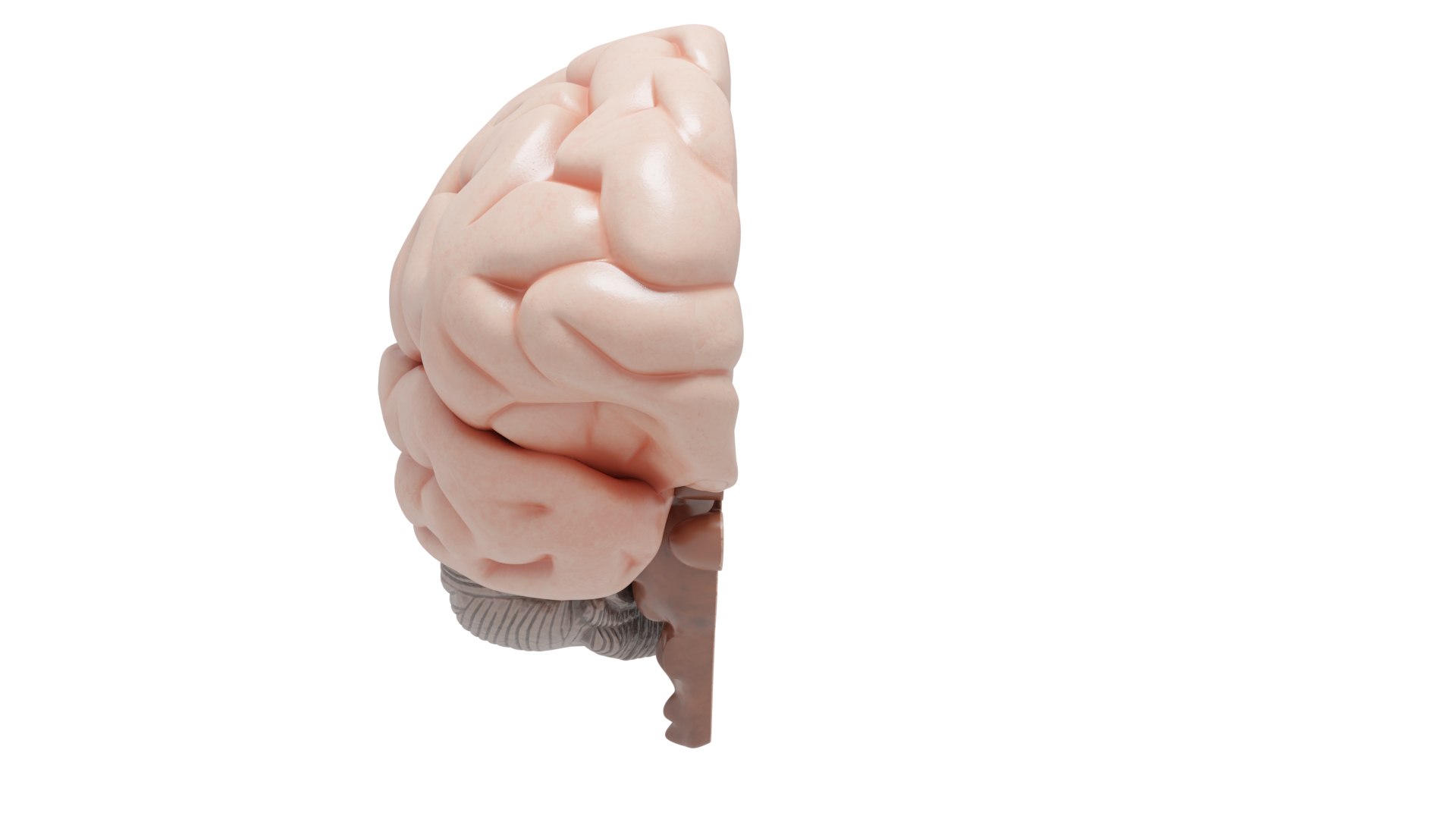 Human Brain Dissection 3D - TurboSquid 1515274