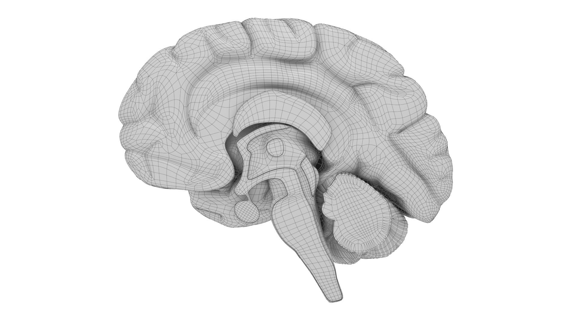 Human Brain Dissection 3D - TurboSquid 1515274