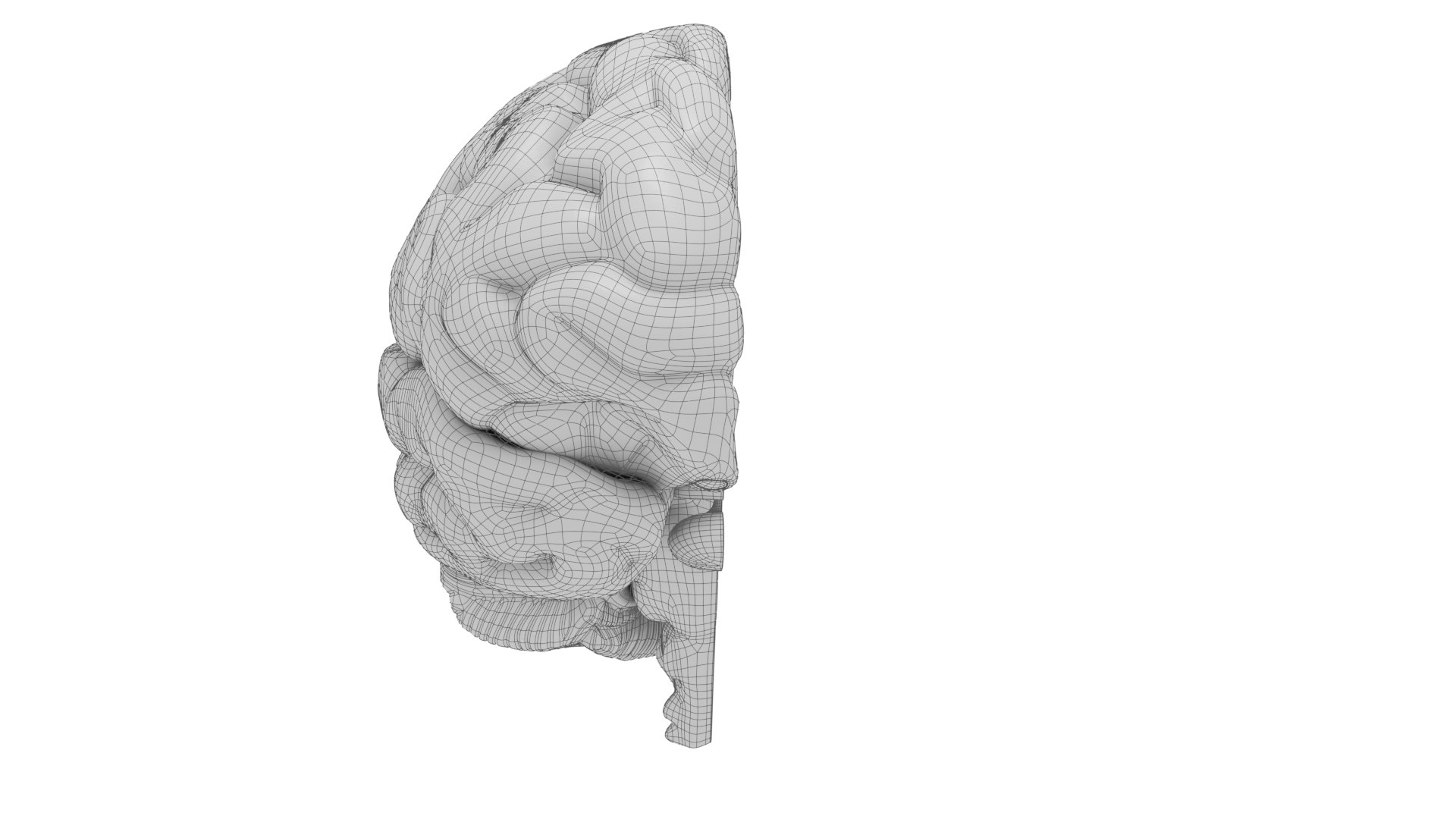 Human Brain Dissection 3D - TurboSquid 1515274