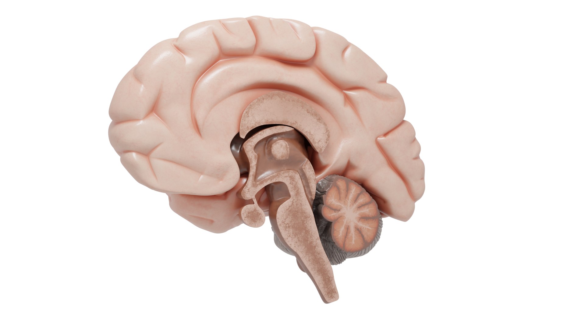 Human Brain Dissection 3D - TurboSquid 1515274