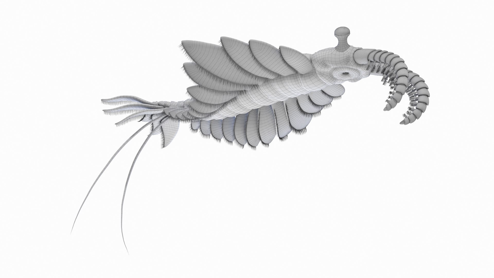 3D Anomalocaris Static Model - TurboSquid 1775992