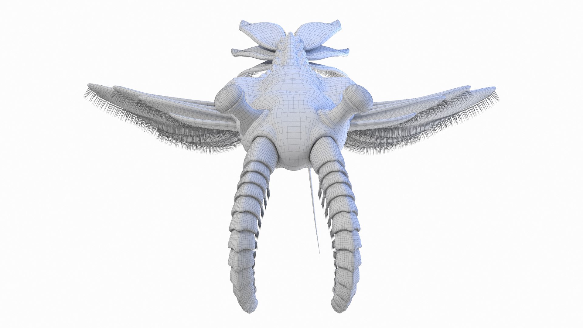 3D Anomalocaris Static Model - TurboSquid 1775992