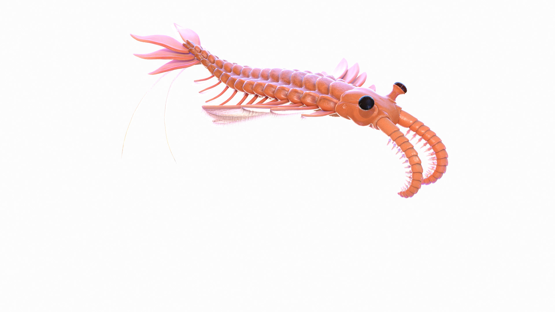 3D Anomalocaris Static Model - TurboSquid 1775992
