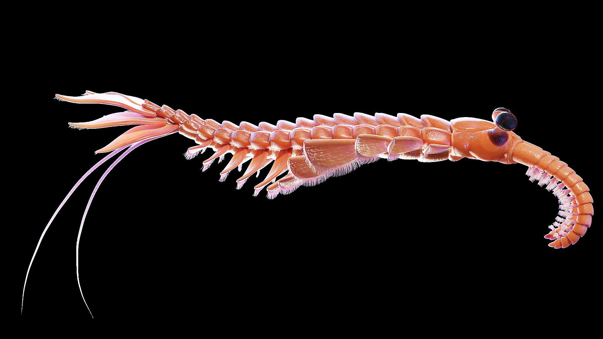 3D Anomalocaris Static Model - TurboSquid 1775992