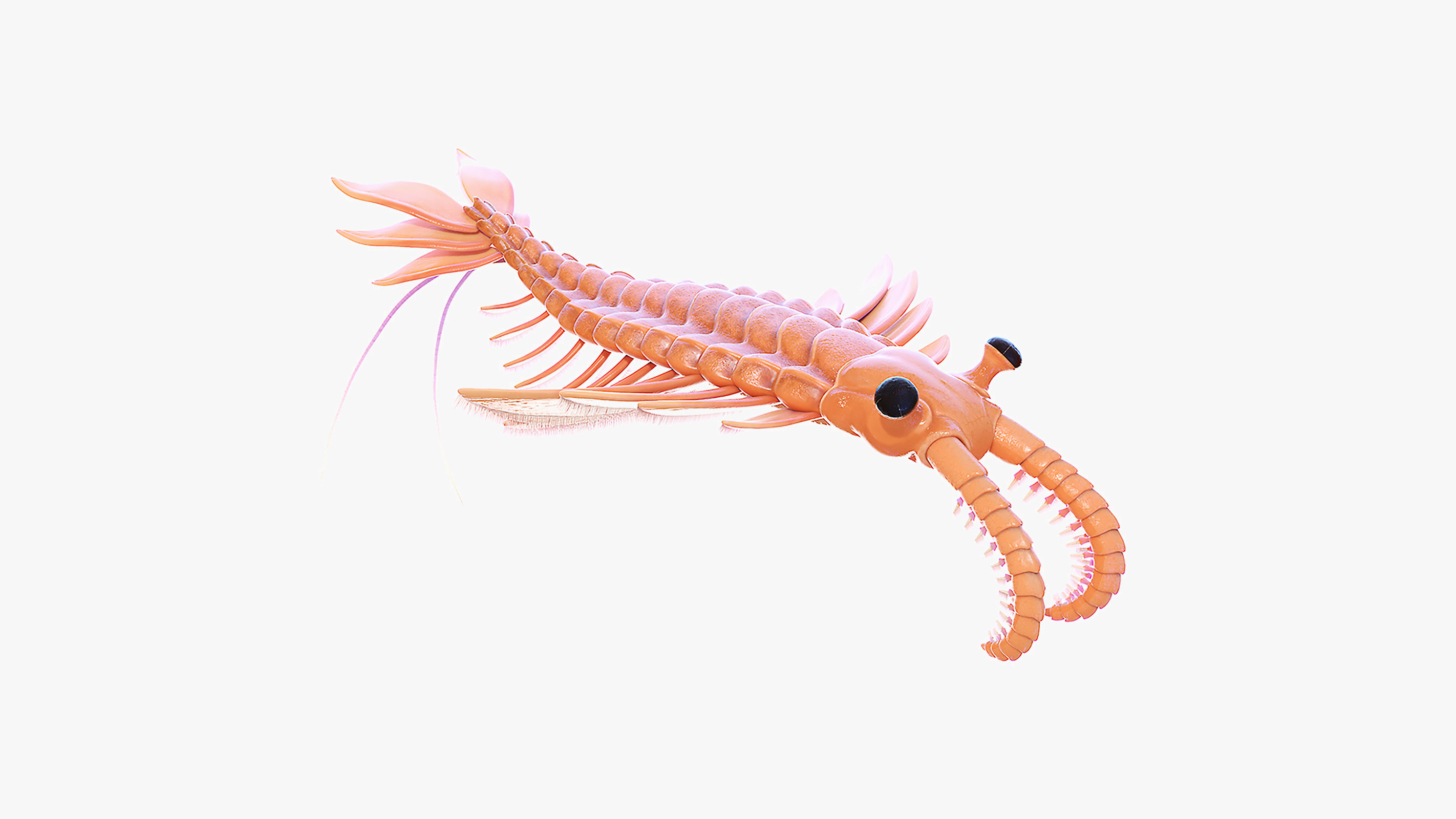 modelo 3d Anomalocaris estático - TurboSquid 1775992