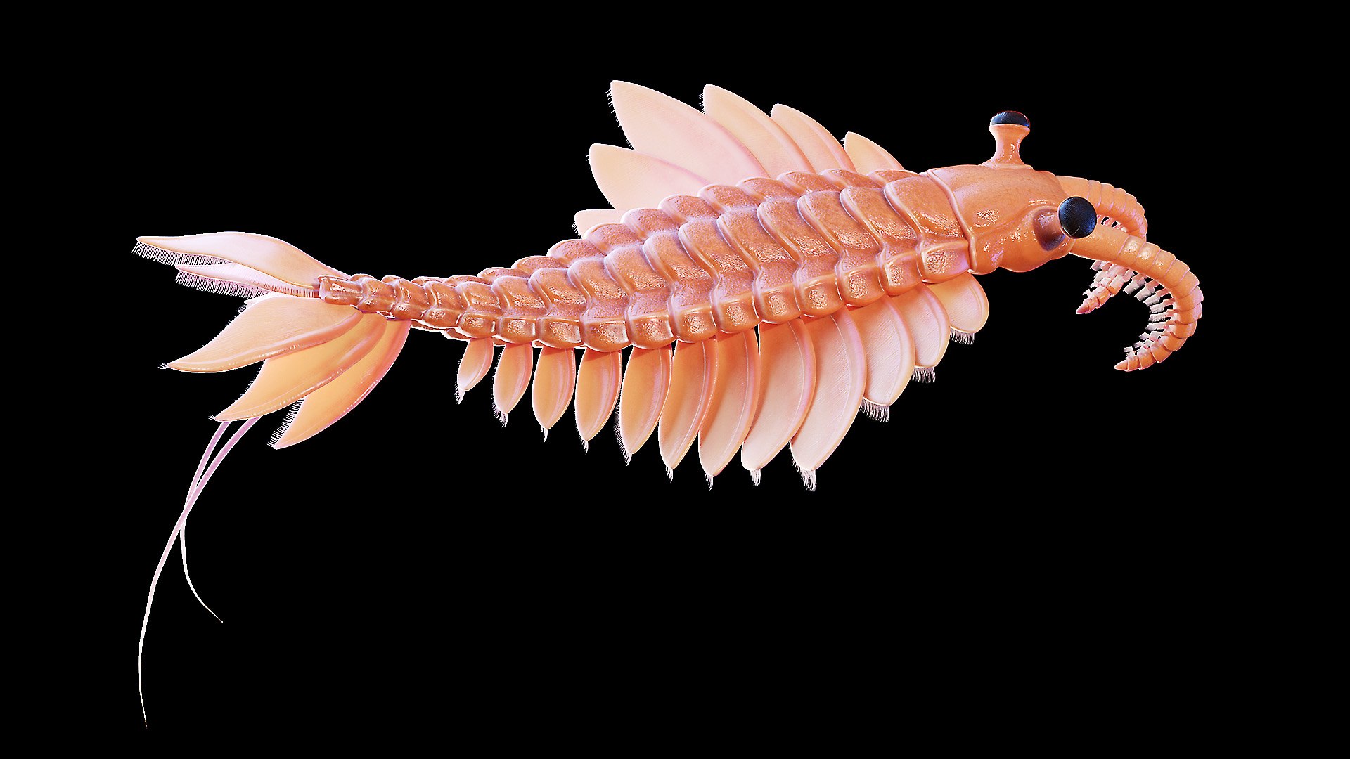 3D Anomalocaris Static Model - TurboSquid 1775992