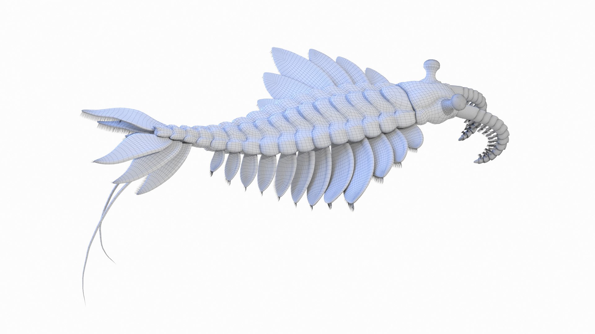 3D Anomalocaris Static Model - TurboSquid 1775992