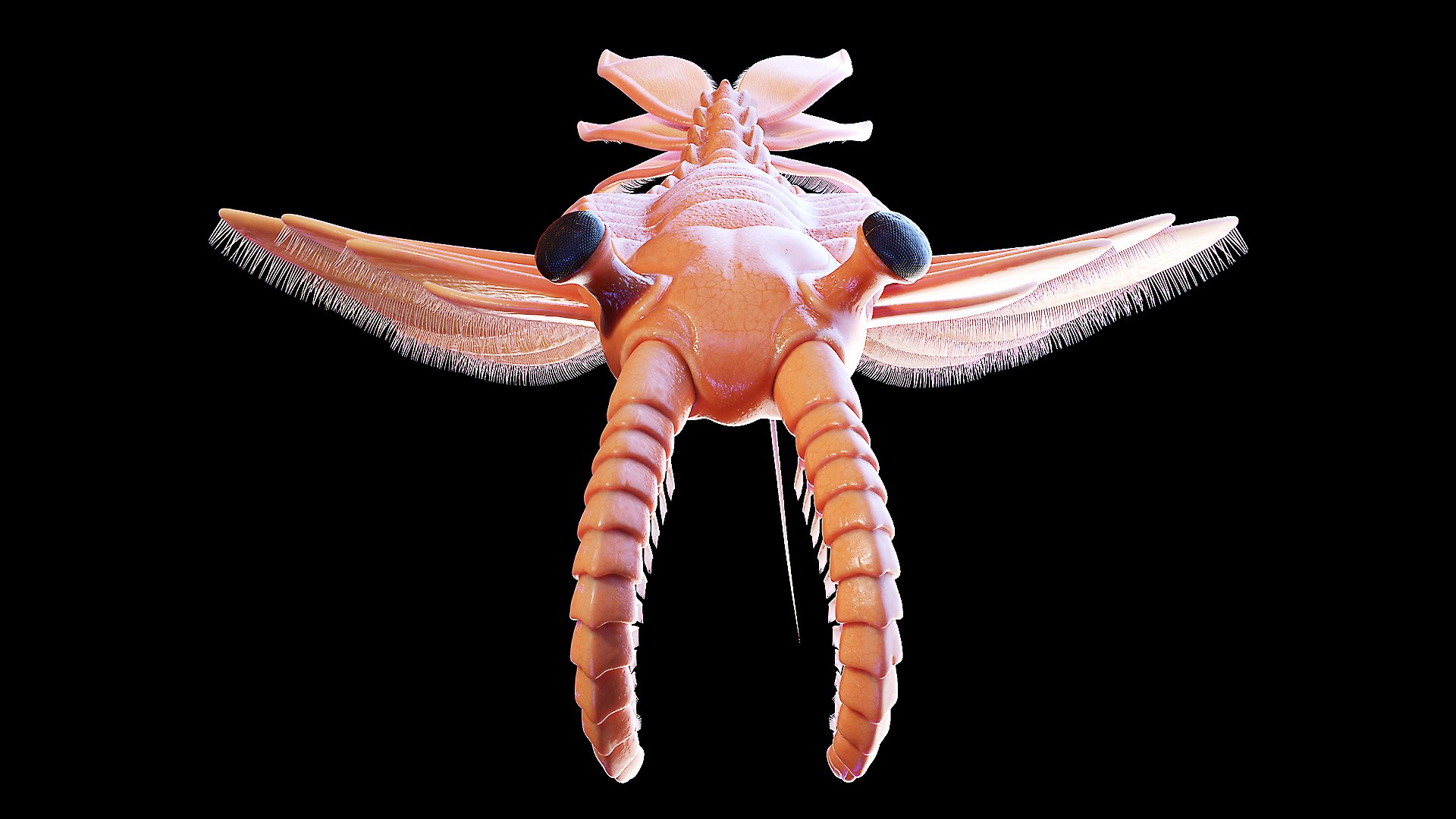 3D Anomalocaris Static Model - TurboSquid 1775992
