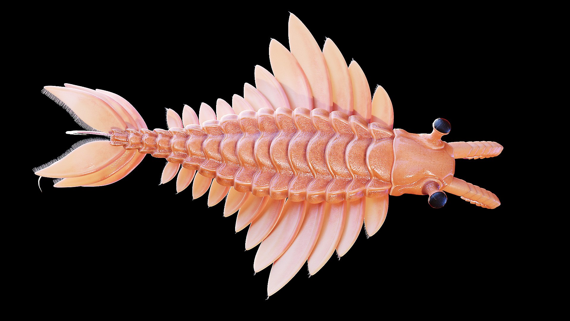 3D Anomalocaris Static Model - TurboSquid 1775992
