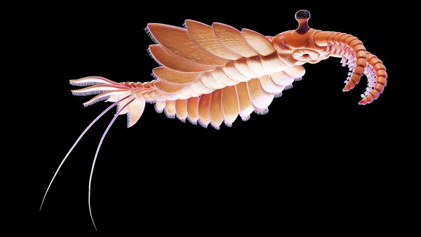 3D Anomalocaris Static model - TurboSquid 1775992