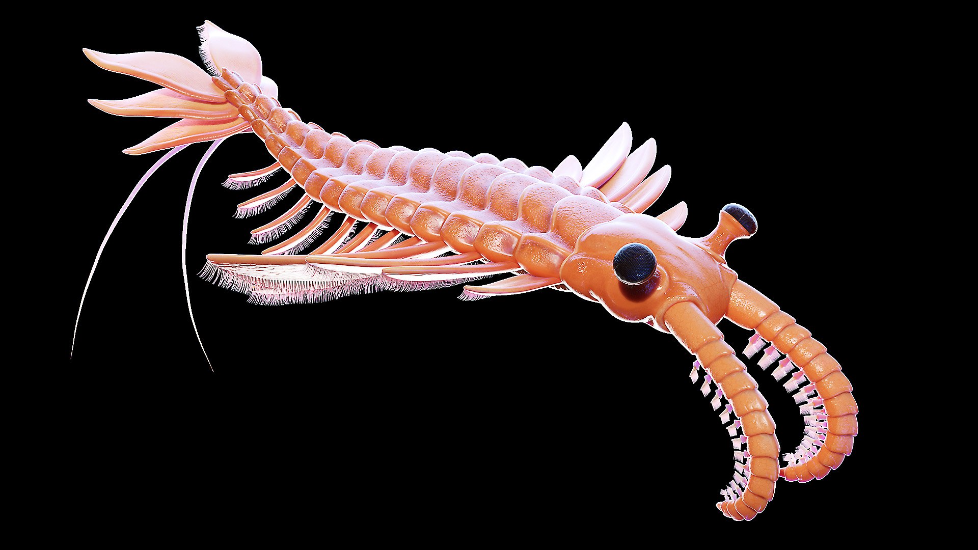 3D Anomalocaris Static Model - TurboSquid 1775992