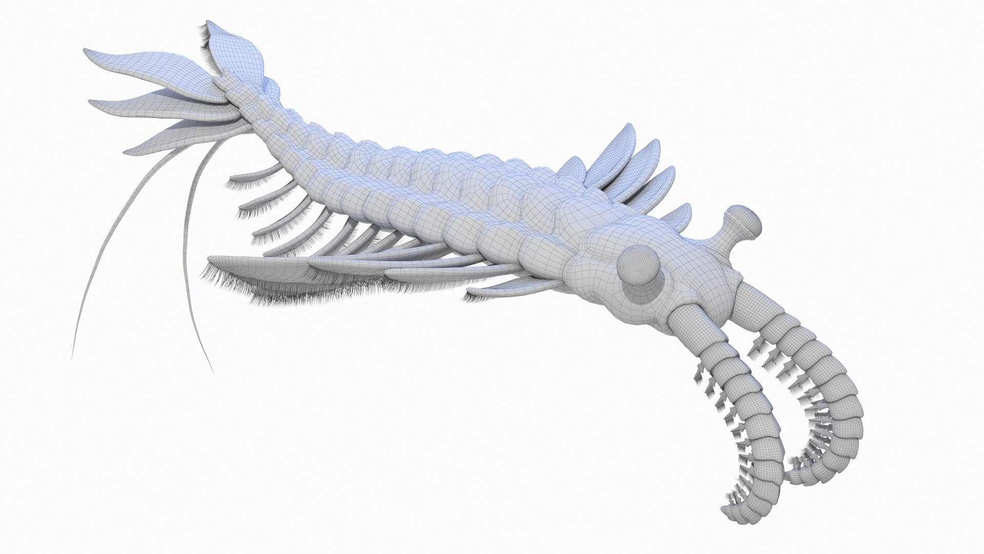 3D Anomalocaris Static Model - TurboSquid 1775992