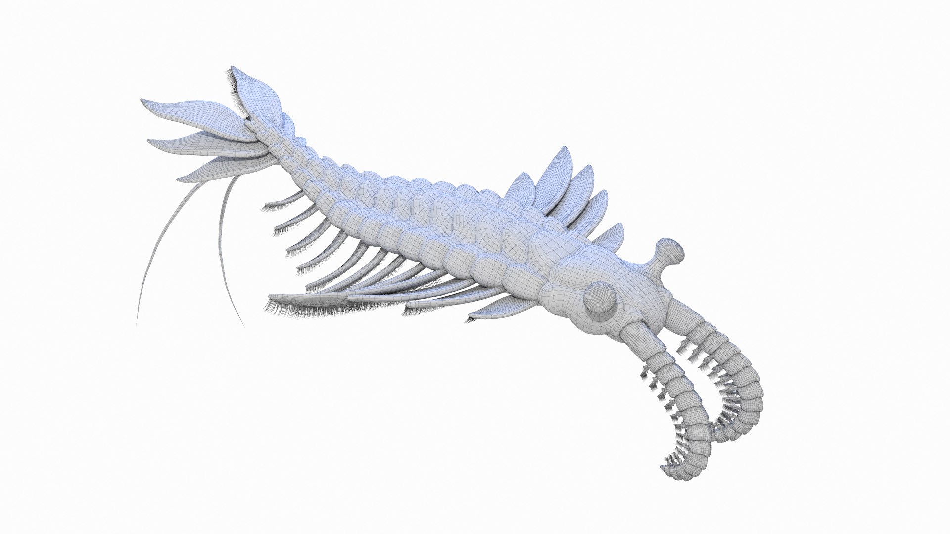3D Anomalocaris Static Model - TurboSquid 1775992