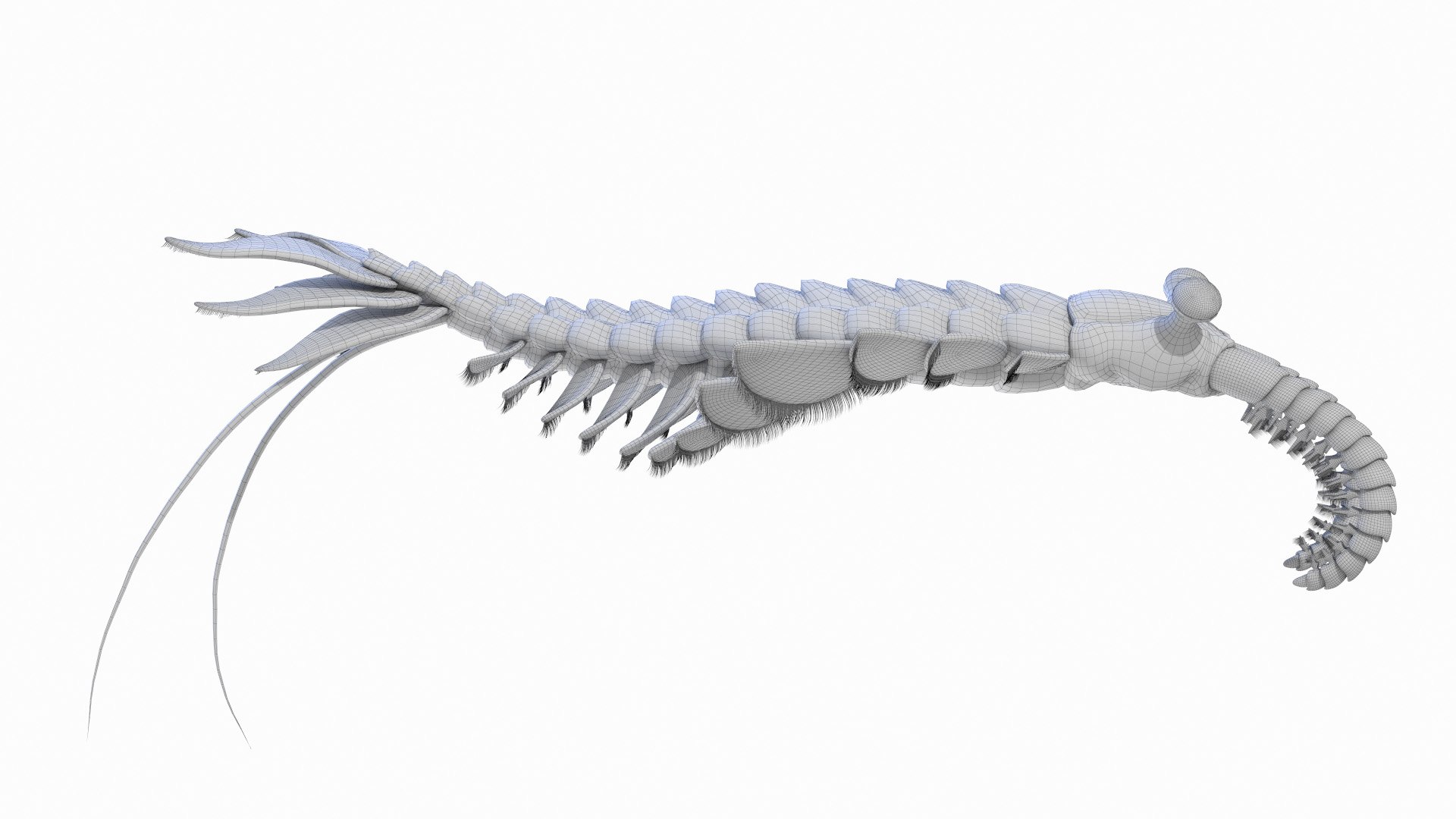 3D Anomalocaris Static Model - TurboSquid 1775992