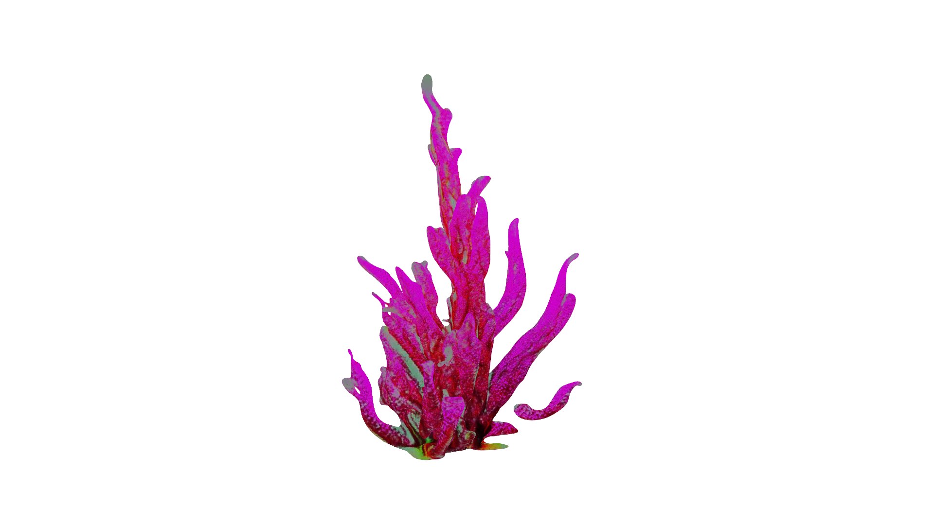 3D Model Seaweed - TurboSquid 2221421