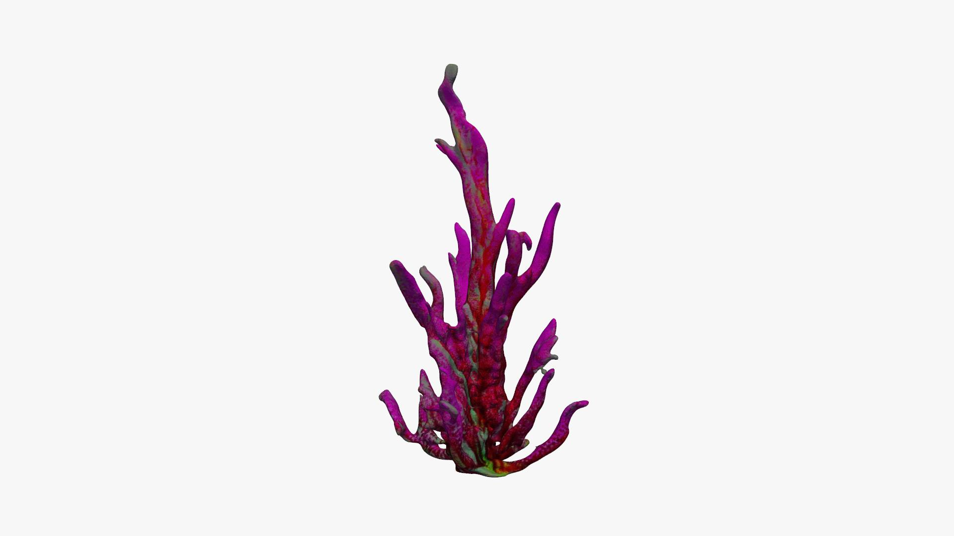 3D Model Seaweed - TurboSquid 2221421