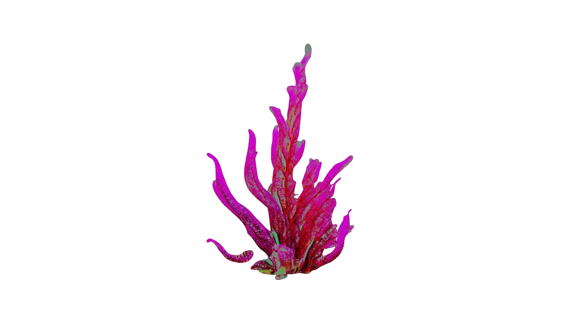 3D Model Seaweed - TurboSquid 2221421